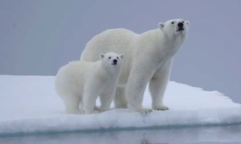 Les carnivores ont-ils un avenir dans notre monde ? - La Science Simplement