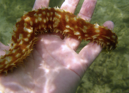 Qu'est-ce qu'un concombre de mer ? - La Science Simplement