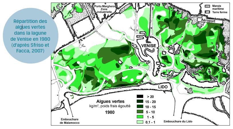 Quelle est la plus grande marée verte au monde ? - La Science Simplement