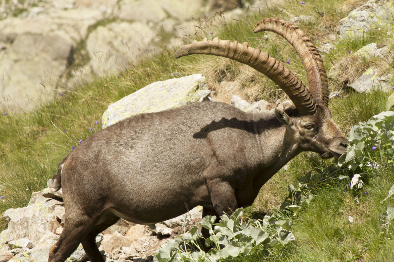 Quelles différences y a-t-il entre des bois et des cornes ? - La ...