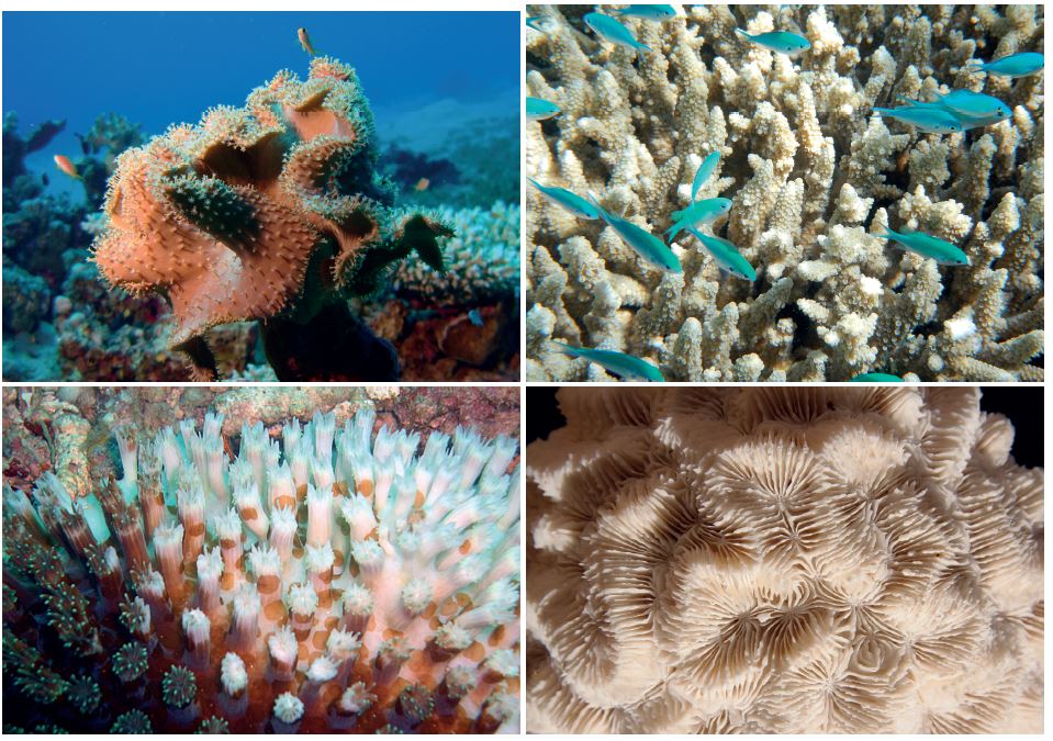 La biominéralisation des barrières de corail - La Science Simplement