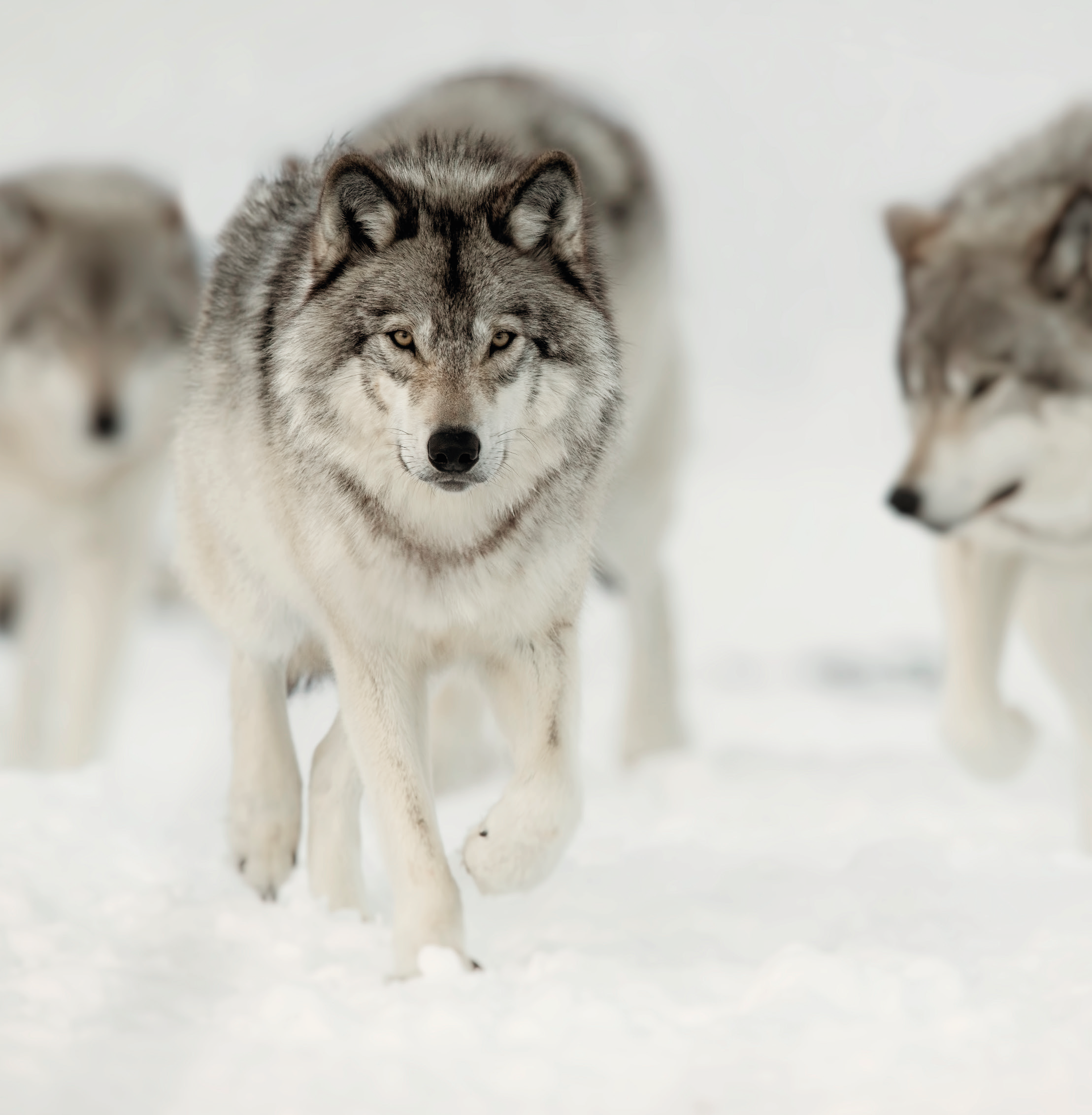 Comment les carnivores communiquent-ils ? - La Science Simplement