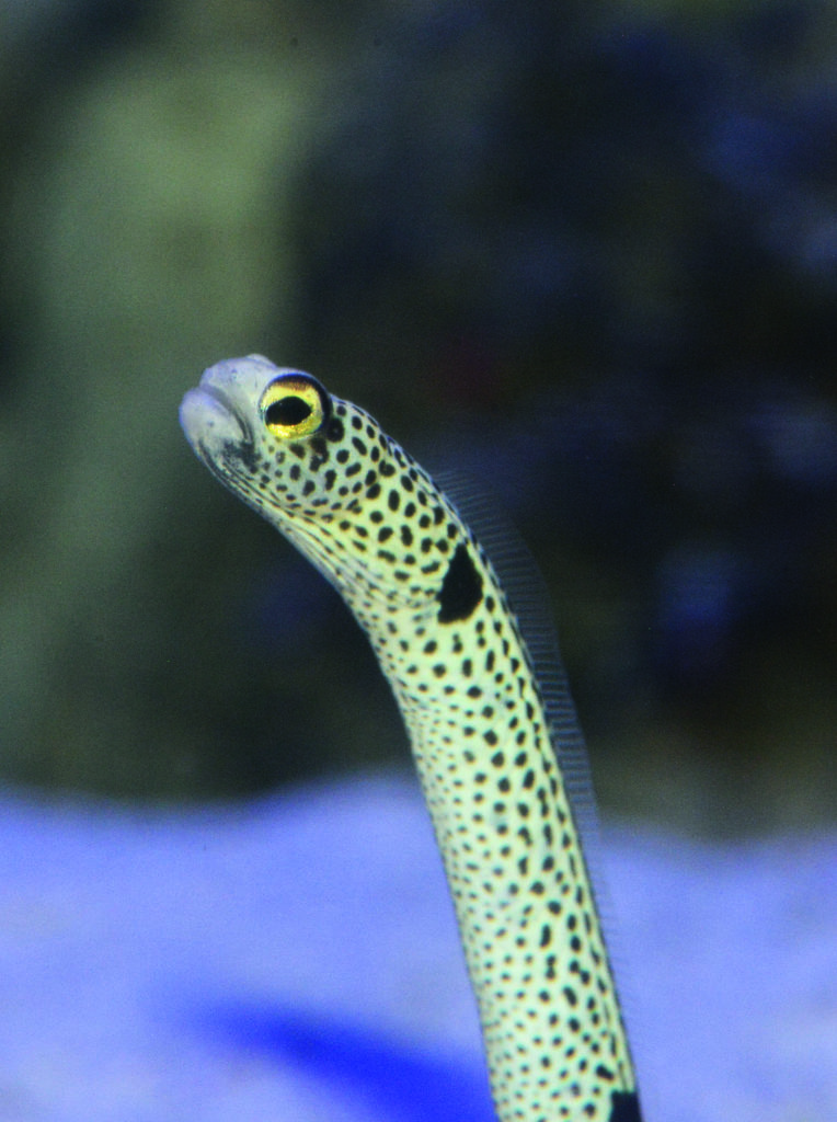 Existe-t-il des serpents marins aux Antilles ? - La Science Simplement